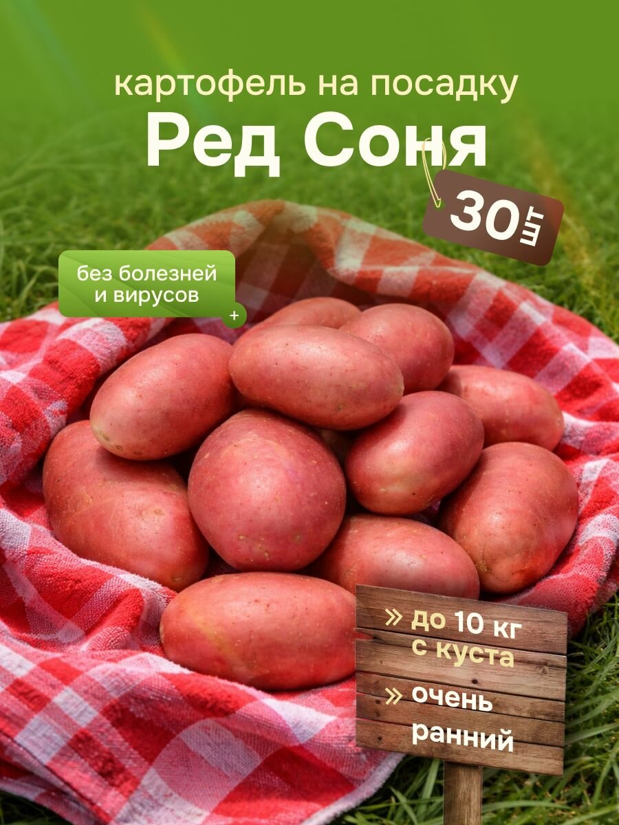 Семенной картофель на посадку Ред Соня 30 шт (очень ранний)