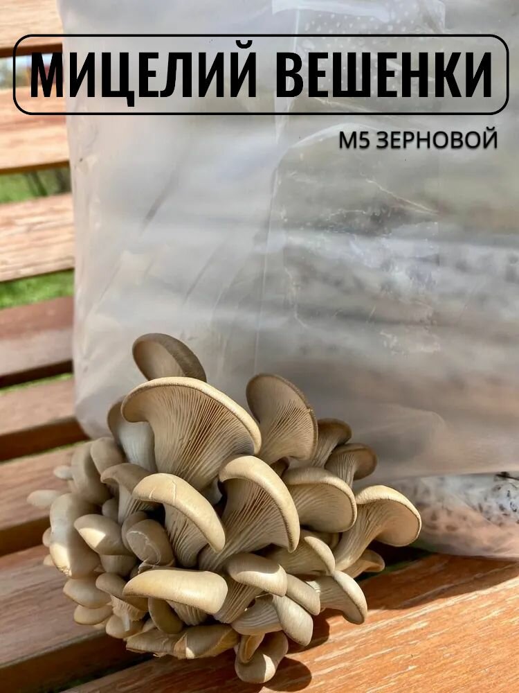 Мицелий вешенки зерновой М5 - 250 гр