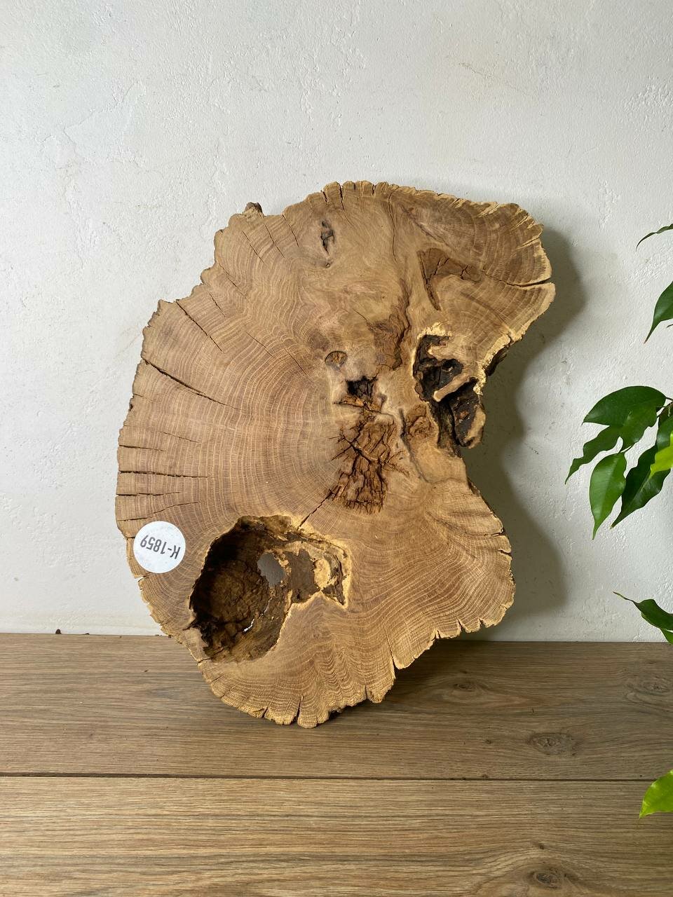 Спил дуб . Габаритные размеры 44х35х7 см. Шлифованный с 2-х сторон. артикул к1859