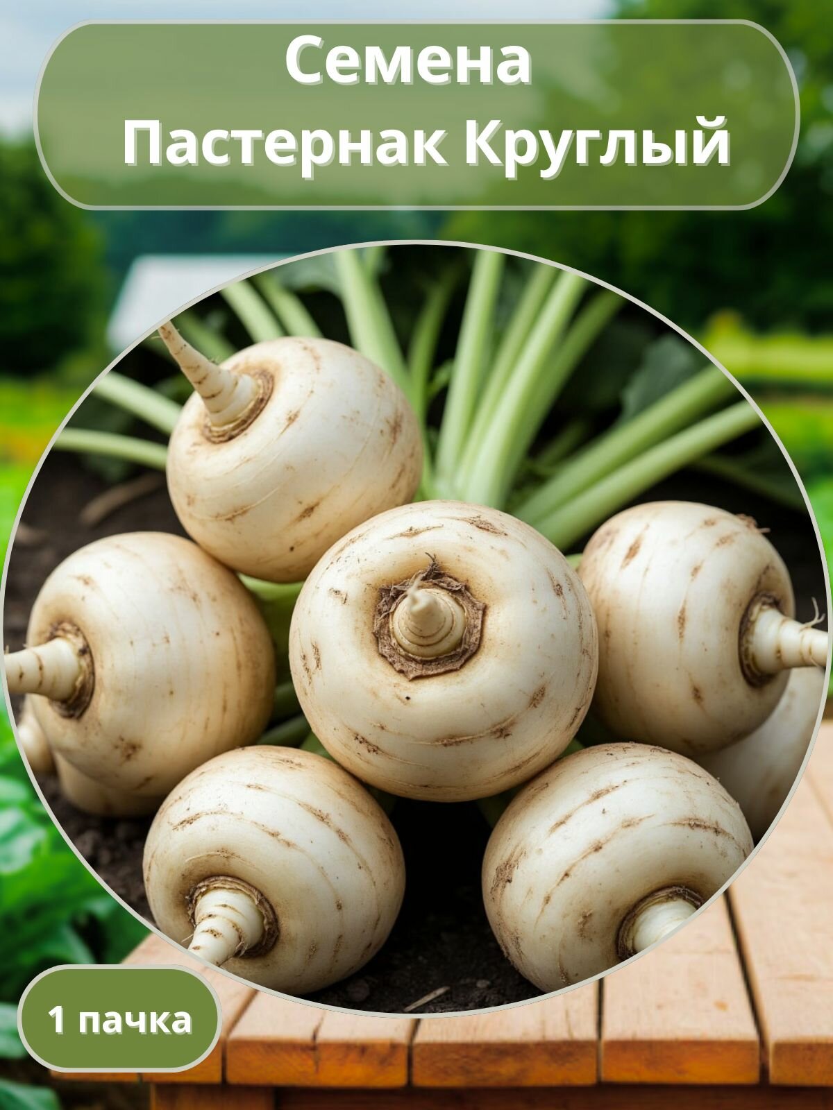Пастернак Круглый, семена 10 шт