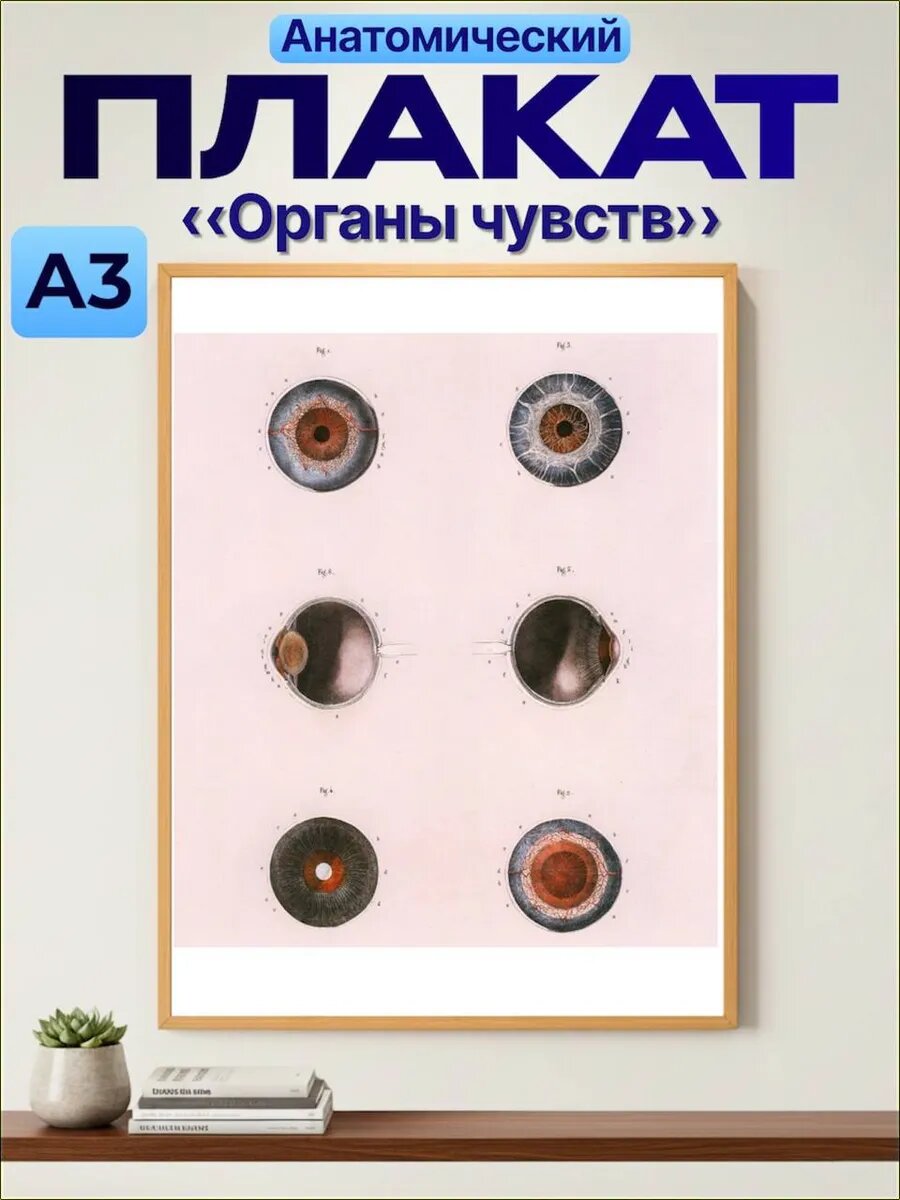Постер медицинский, глаз, офтальмология, лор, А3 анатомия, хирургия