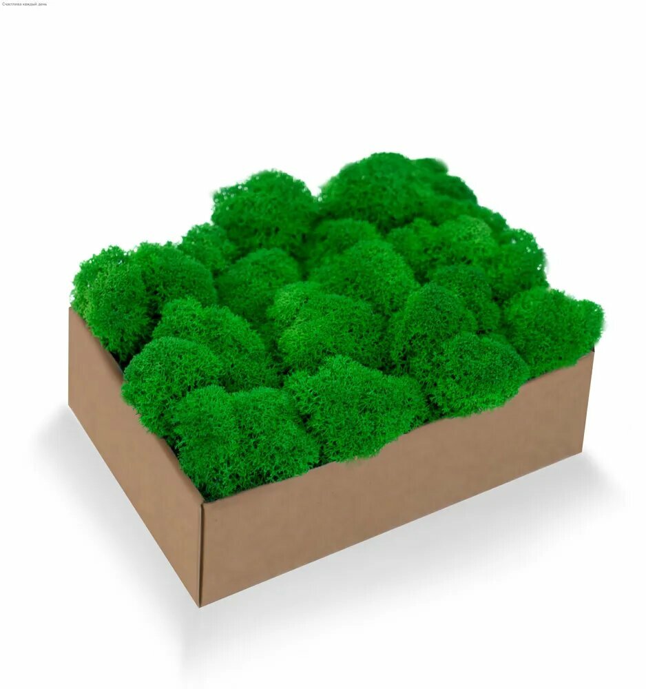 Стабилизированный мох Мох, 100 гр