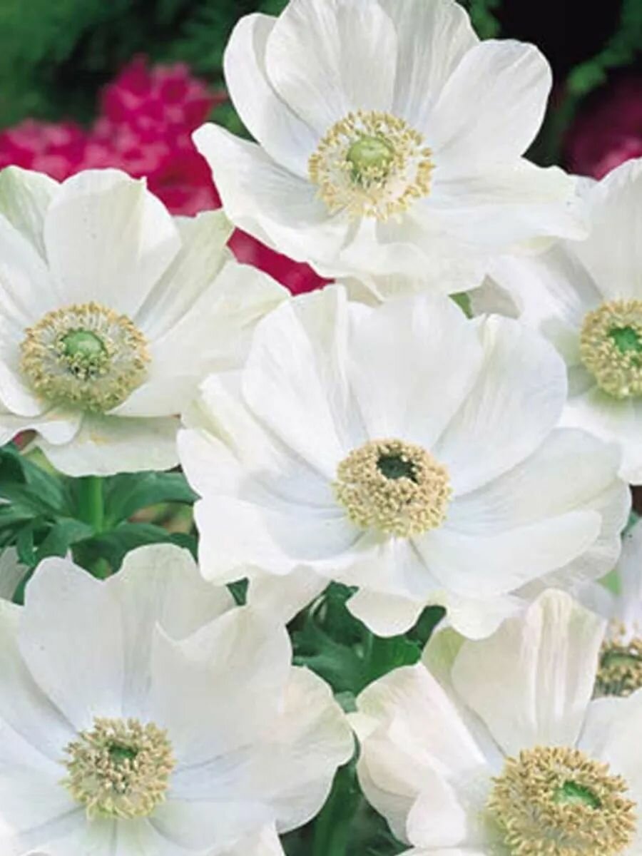 Анемона (Ветреница) корончатая Брайд 10 шт / Луковицы анемоны