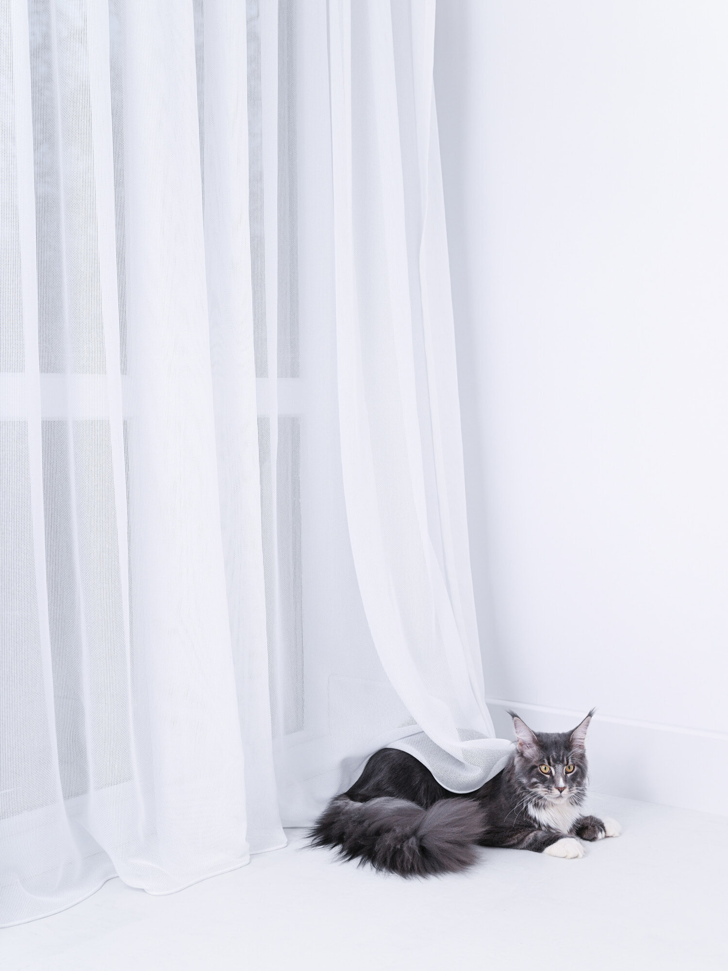 Тюль антикоготь "Катара", Erika Home (Evrika Home), 500х245см, на шторной ленте