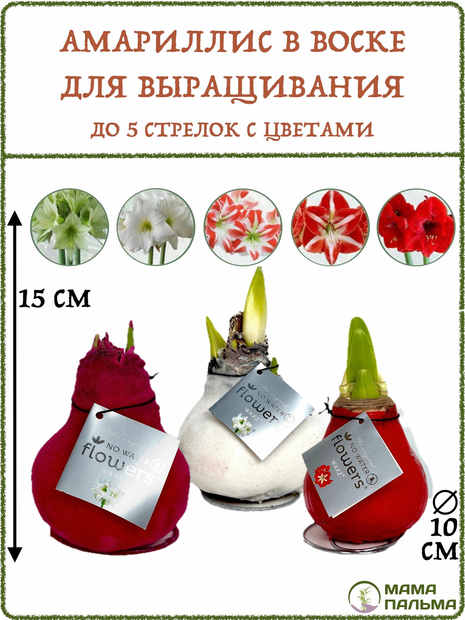 Амариллис в прополисе для выращивания стрелок с цветами (до 5 стрелок из луковицы)