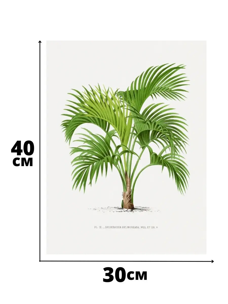 Постер Пальма, размеры 30 x 40 см, материал бумага, без рамы