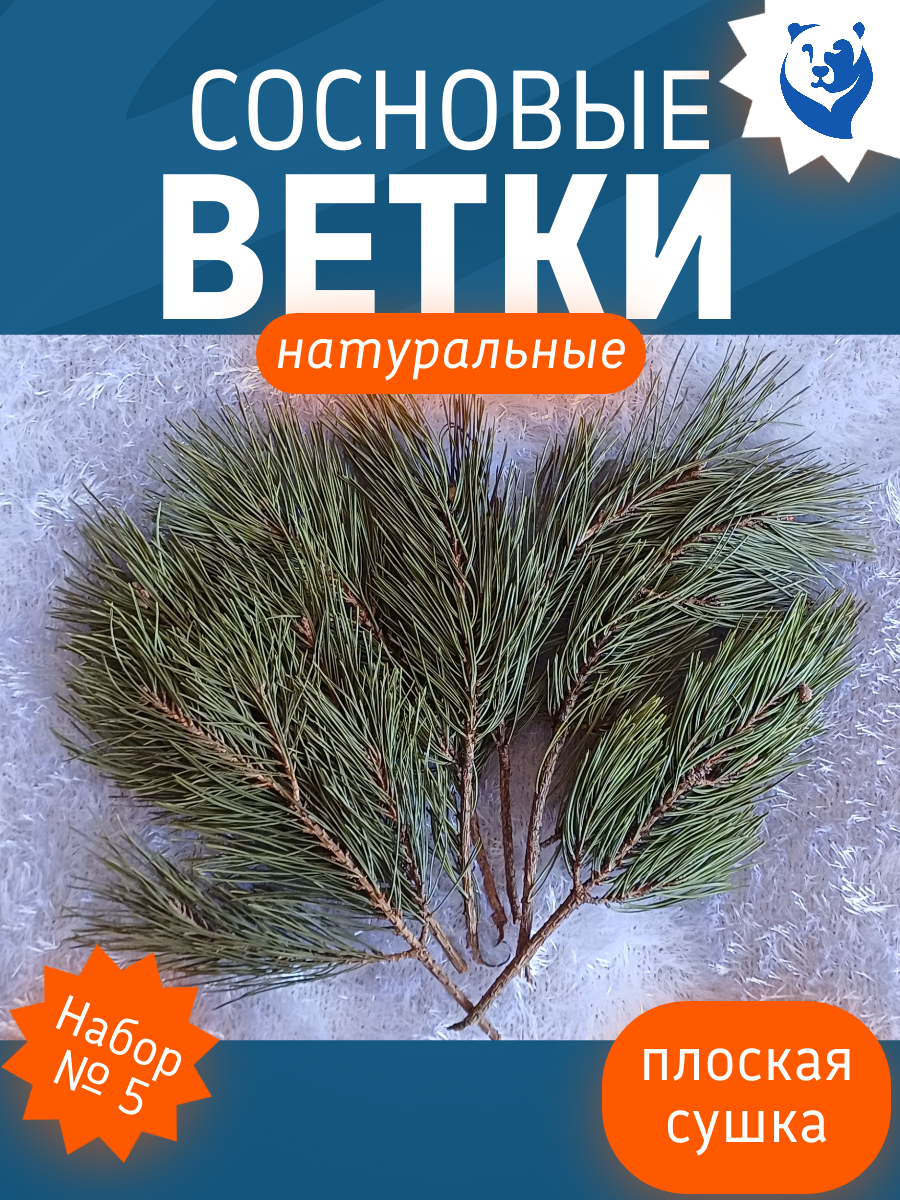 FashionProduct Сосновые ветки натуральные с иголками, плоская сушка, набор № 5, 7 шт, 27 см