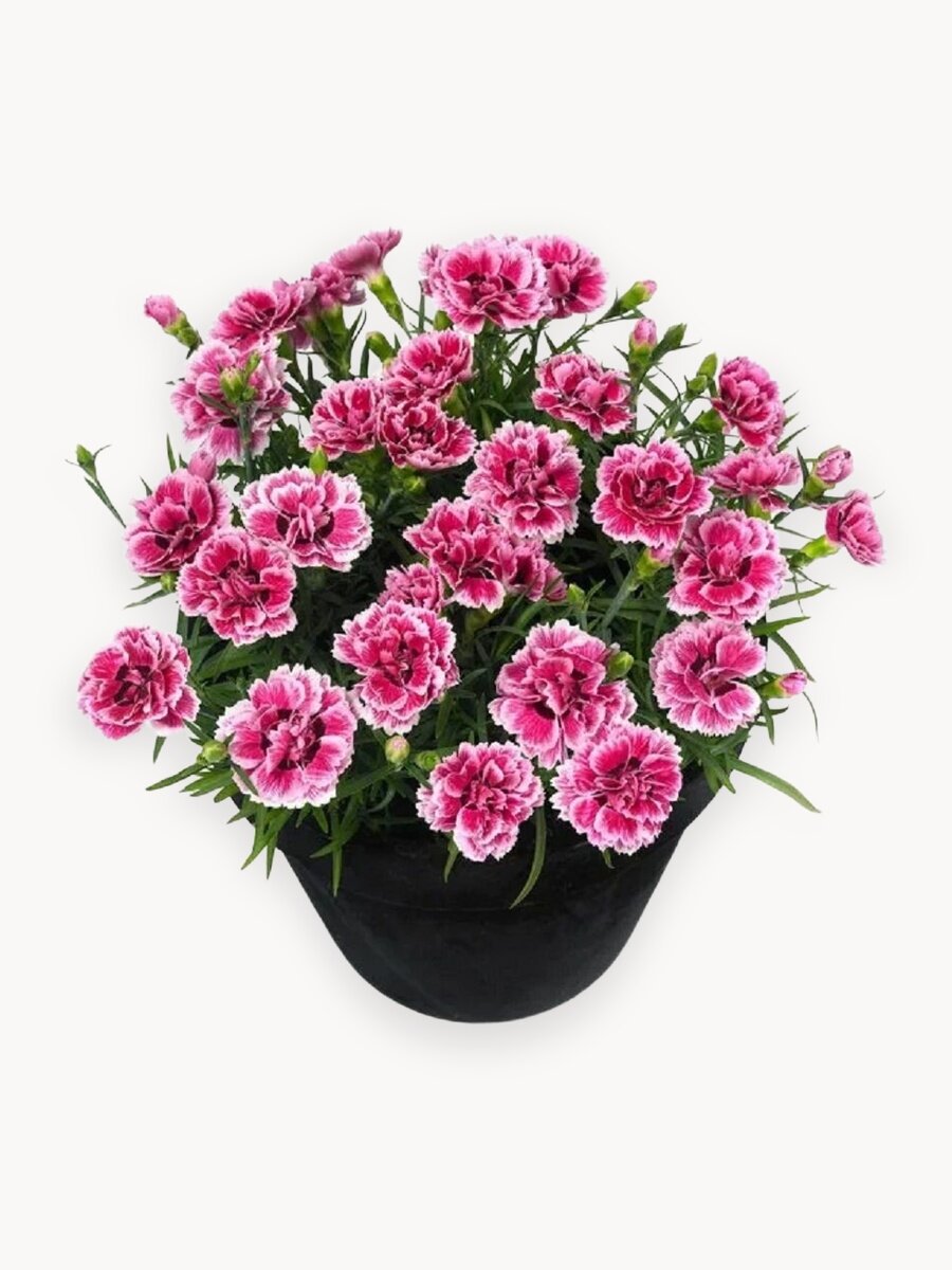 Гвоздика микс сортов, для комнаты и сада, семена 10 шт