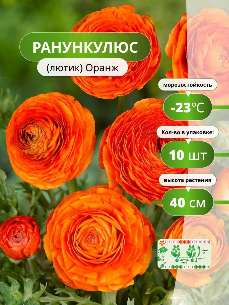 Ранункулюсы Holland Bulb Market "Оранж",10 шт, многолетние, высота до 35 см, оранжевые