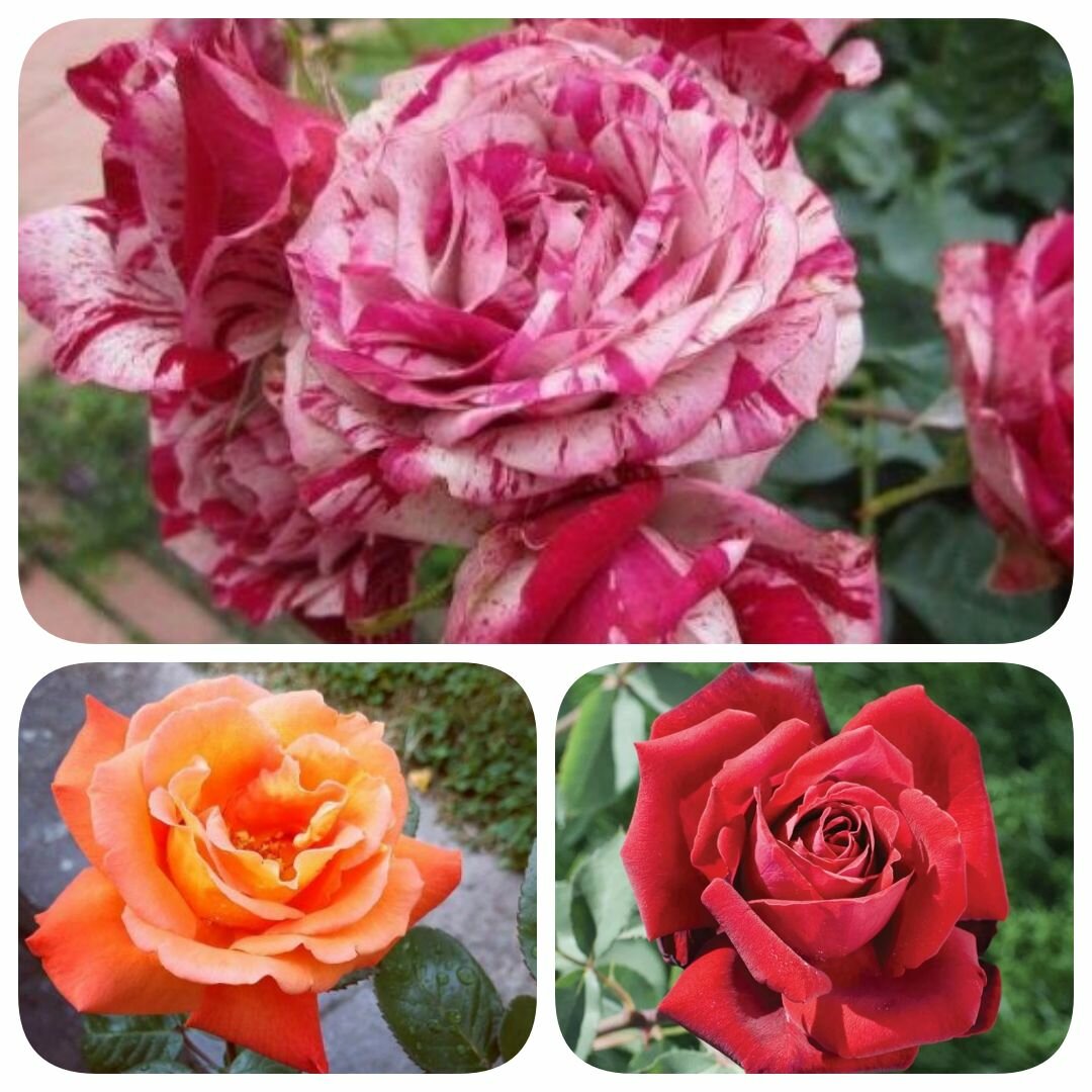 Комплект чайно-гибридных роз Матильда 3 шт