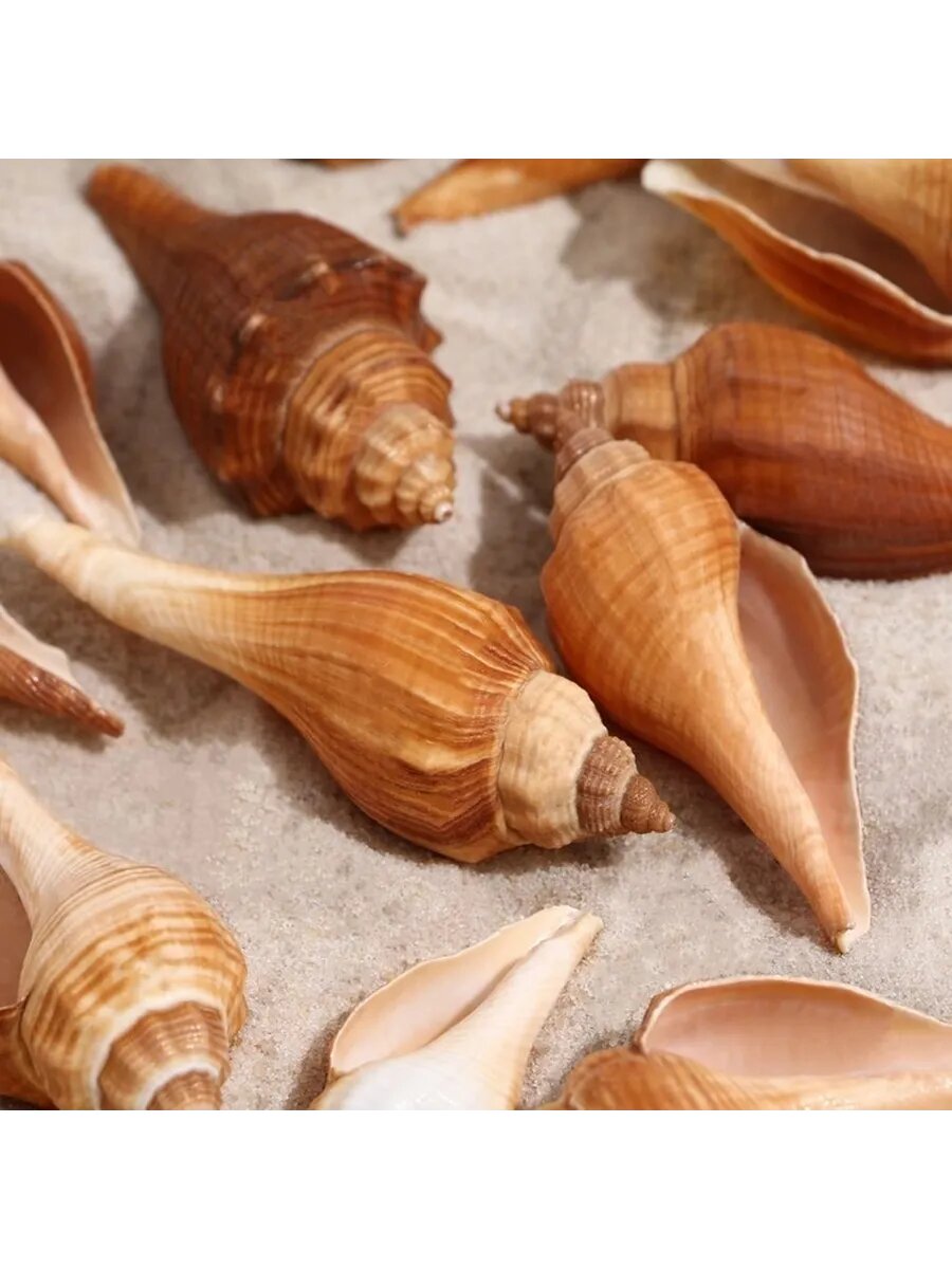 Креативный набор ракушек для декора и рукоделия