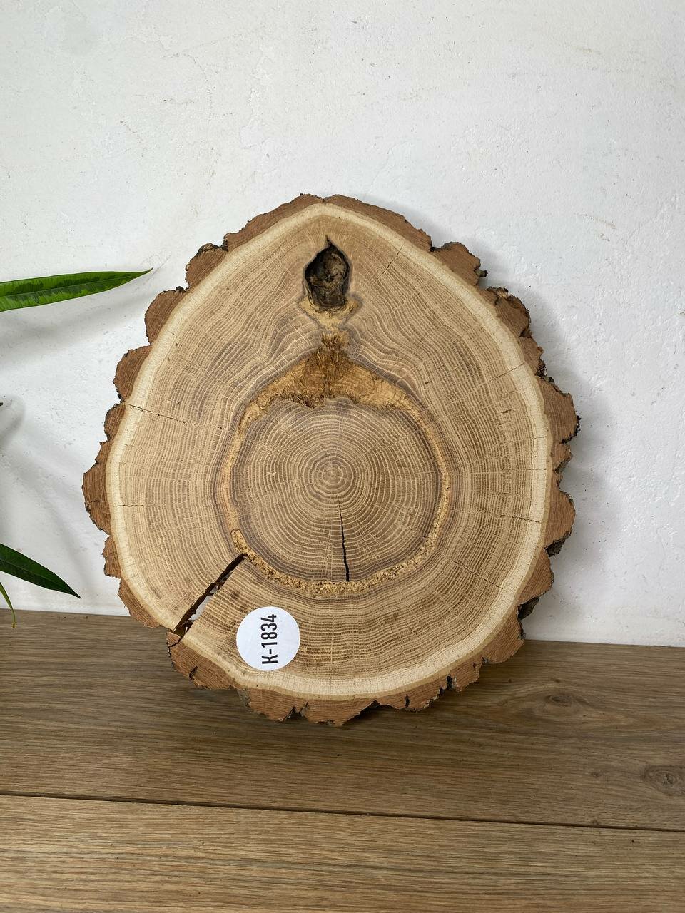 Спил дуб с корой , размер 33х32х5 см. Сухой. Для творчества шлифованный с 2-х сторон, арт к1834