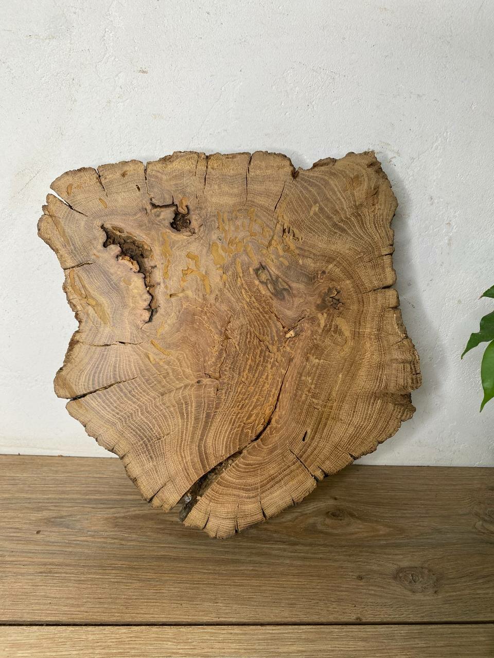 Спил дуб . Габаритные размеры 35х35х5 см. Шлифованный с 2-х сторон. артикул к1860