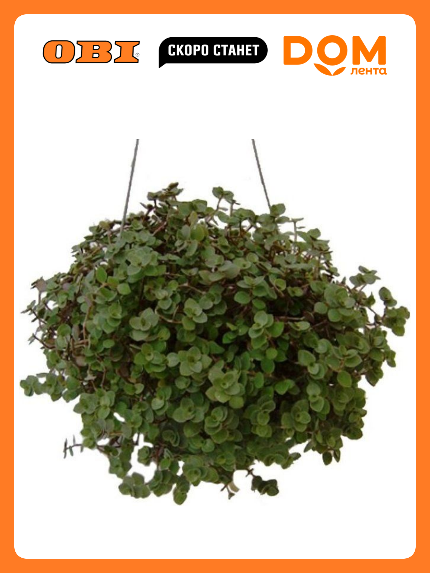 Растение каллизия в кашпо микс