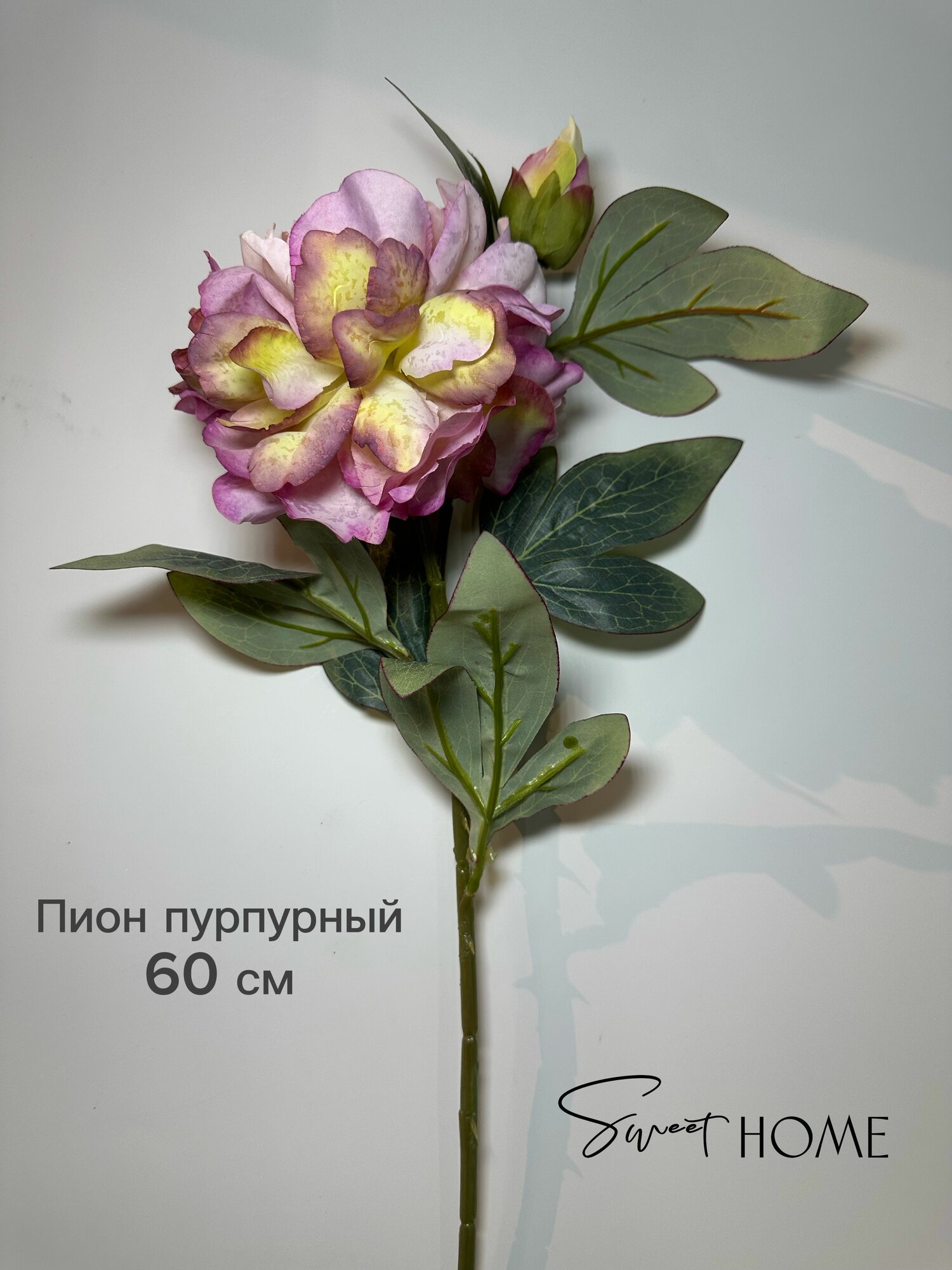 Пион Пурпурный, 60 см