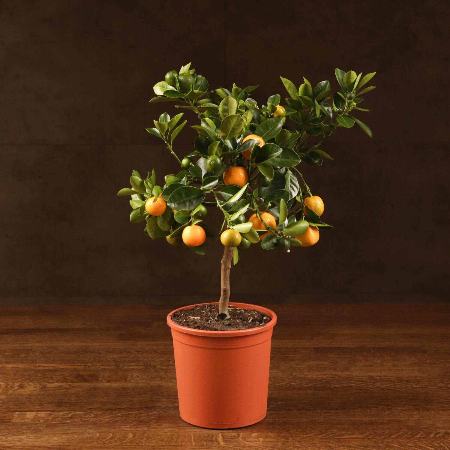 Каламондин 45/15