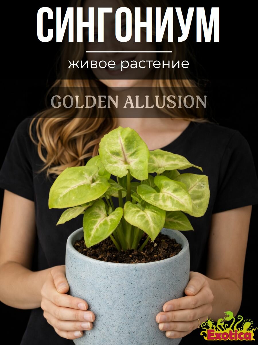 Сингониум Голден Элюжен (Syngonium Golden Allusion) D6см, живой цветок