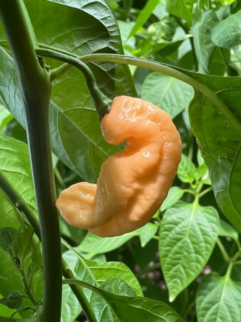 Семена Острый перец Jay's Peach Ghost Scorpion, 5 семян, Кубанский перцевод