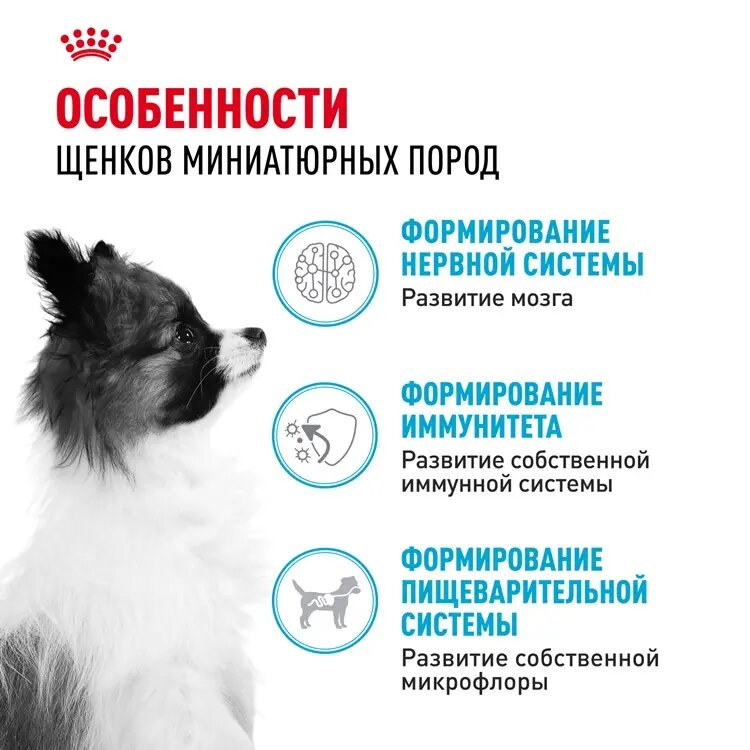 ID61977__Royal Canin X-SMALL JUNIOR Сухой корм для щенков мелких пород (2-10 мес/до 4кг), 0,5 кг