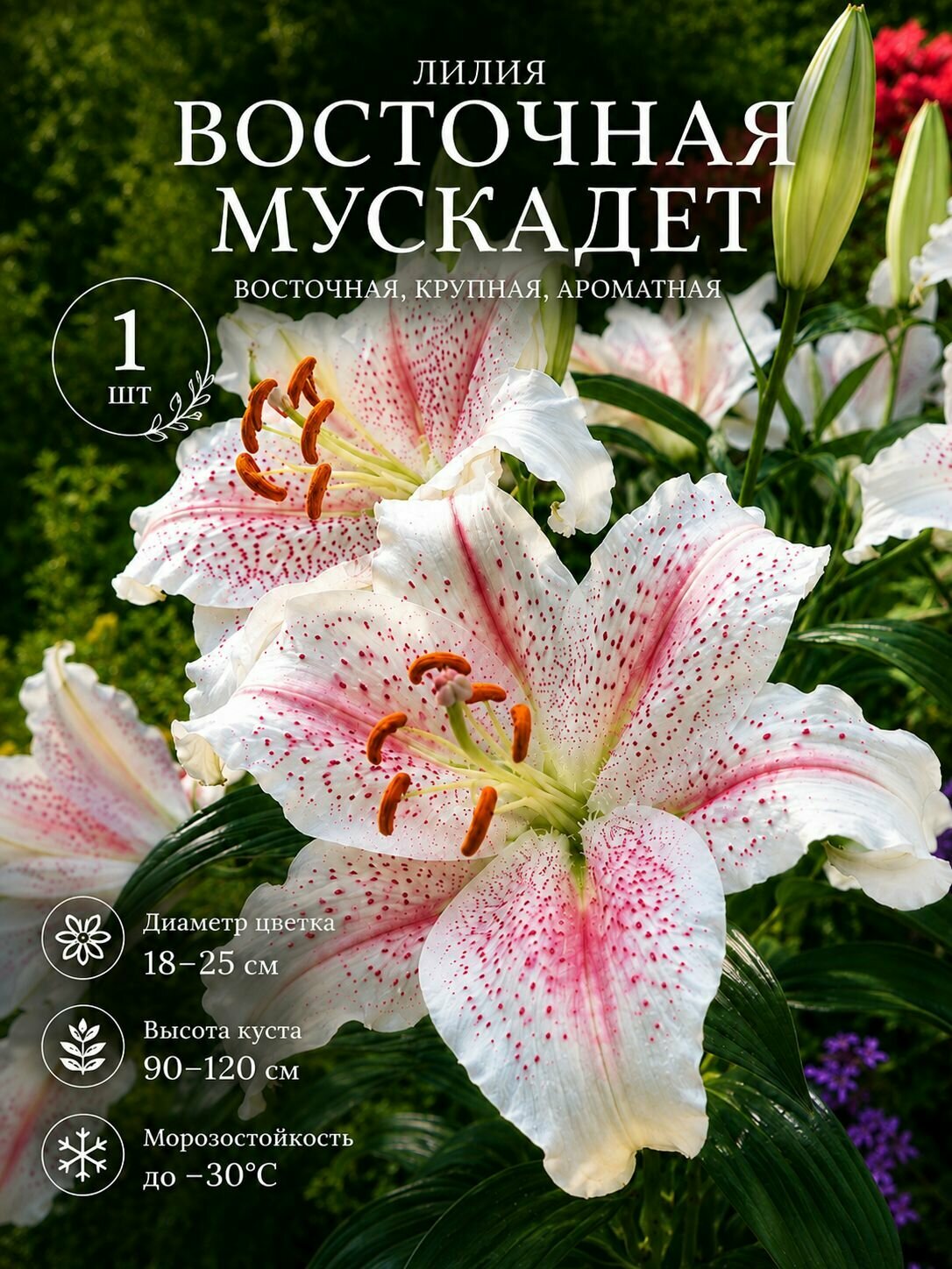 Лилия восточная сорта - "Восточная Мускадет" , 1 луковица для посадки