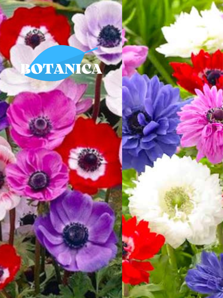 Луковицы цветов, botanica garden, анемоны ДЕ каен микс 10 ШТ / анемоны СТ. бригид микс 10 ШТ (20 луковиц)