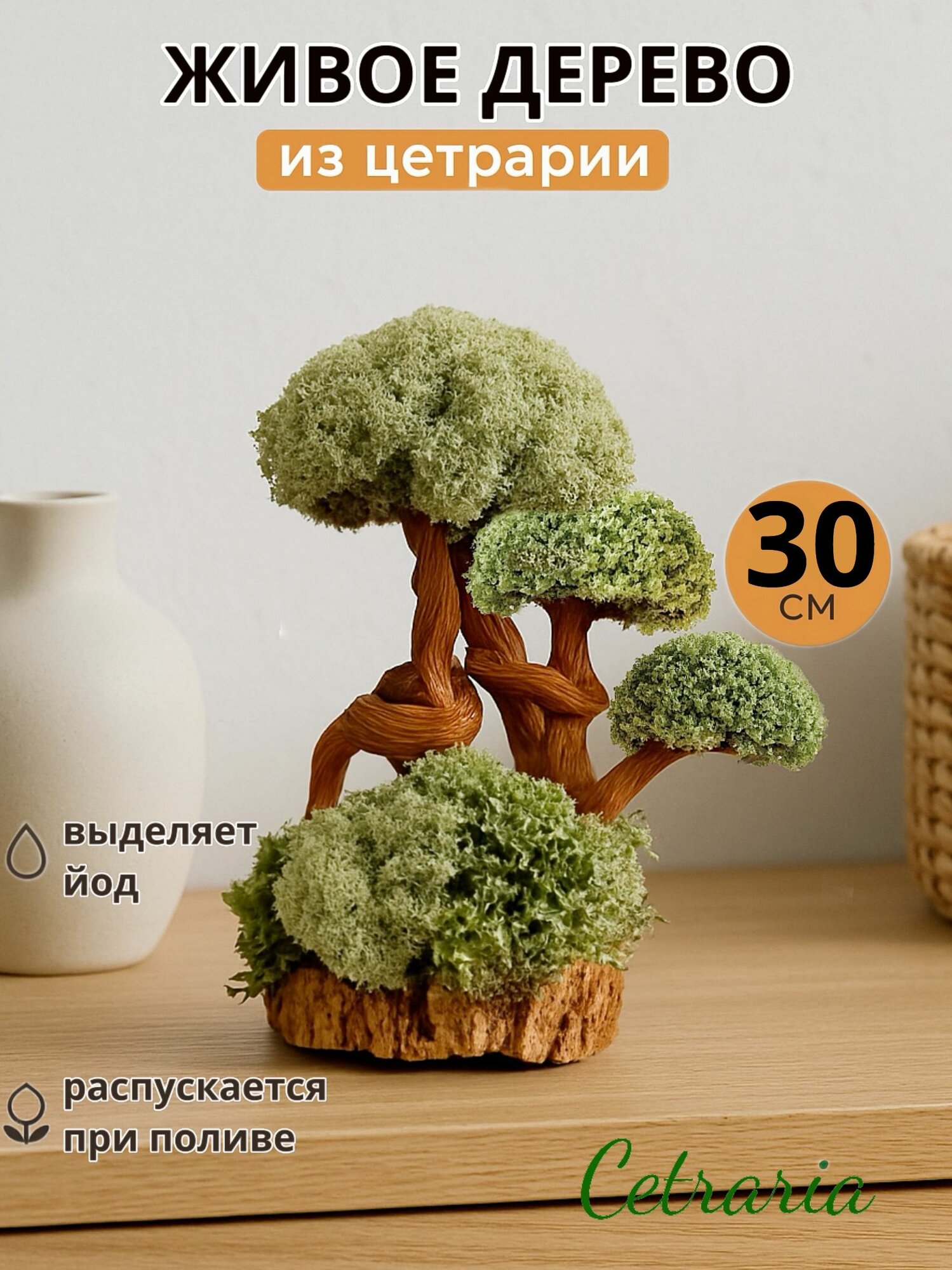 Живой сухоцвет Дерево с кронами из цетрарии