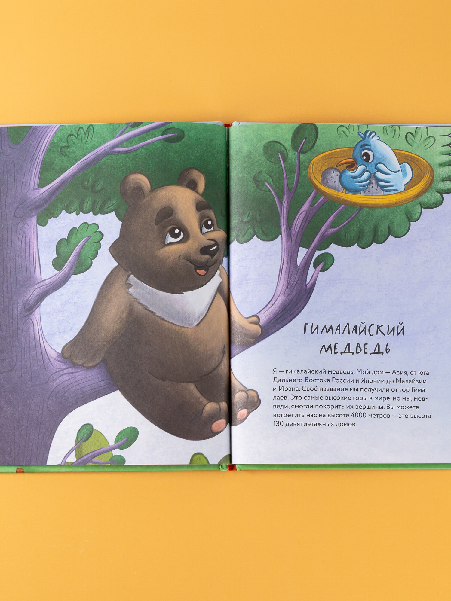 Книга "Косолапые медведи" / Альпина. Дети | Булгасова Анастасия — фото 1