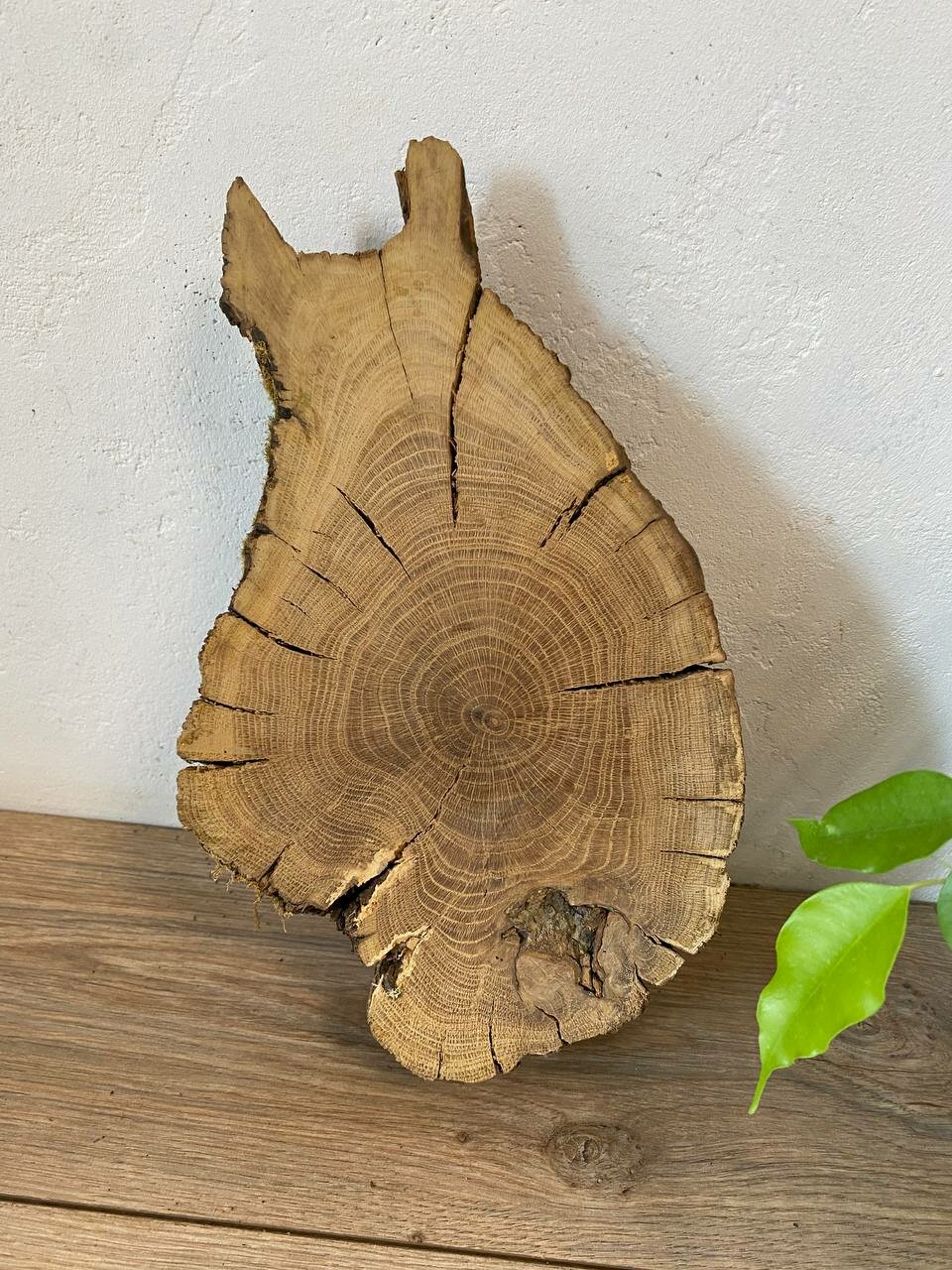 Спил дуб . Габаритные размеры 33х20х7 см. Калиброванный. Шлифованный с 2-х сторон,