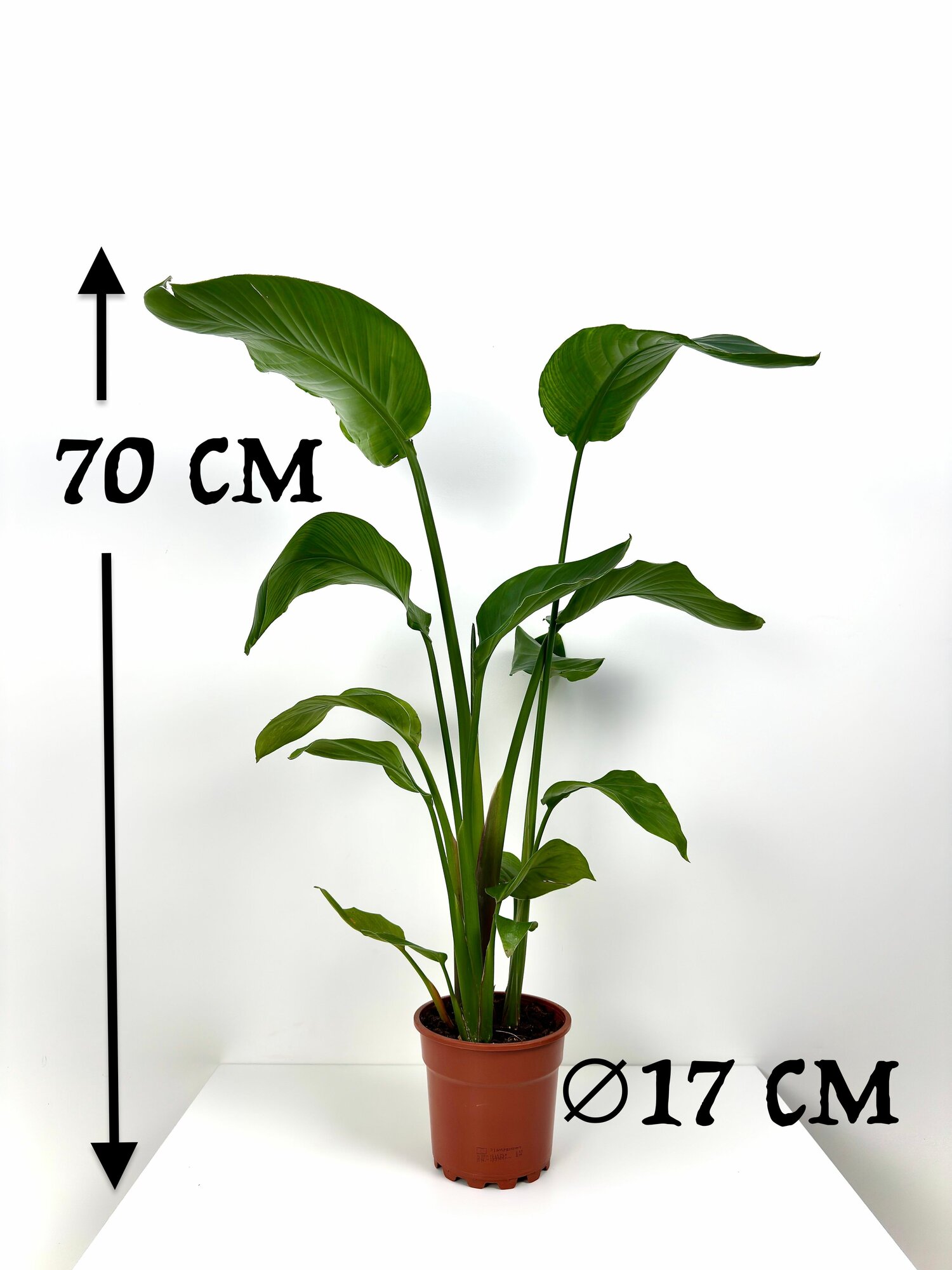 Живое растение Стрелиция Николая в горшке D17 высота 70 см крупномер