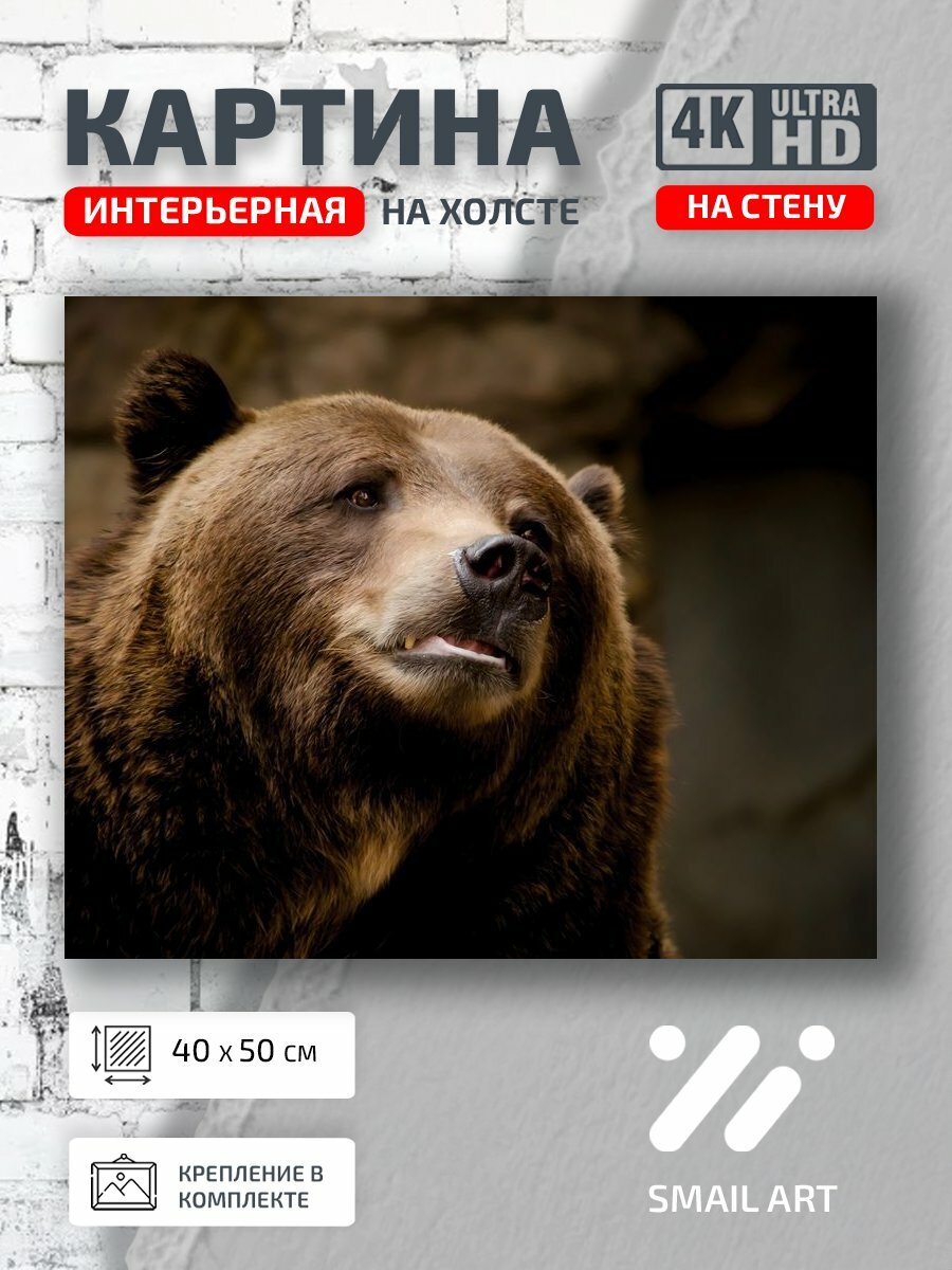 Картина на холсте интерьерная 40 на 50 на стену Бурый Animal для кабинета animal style