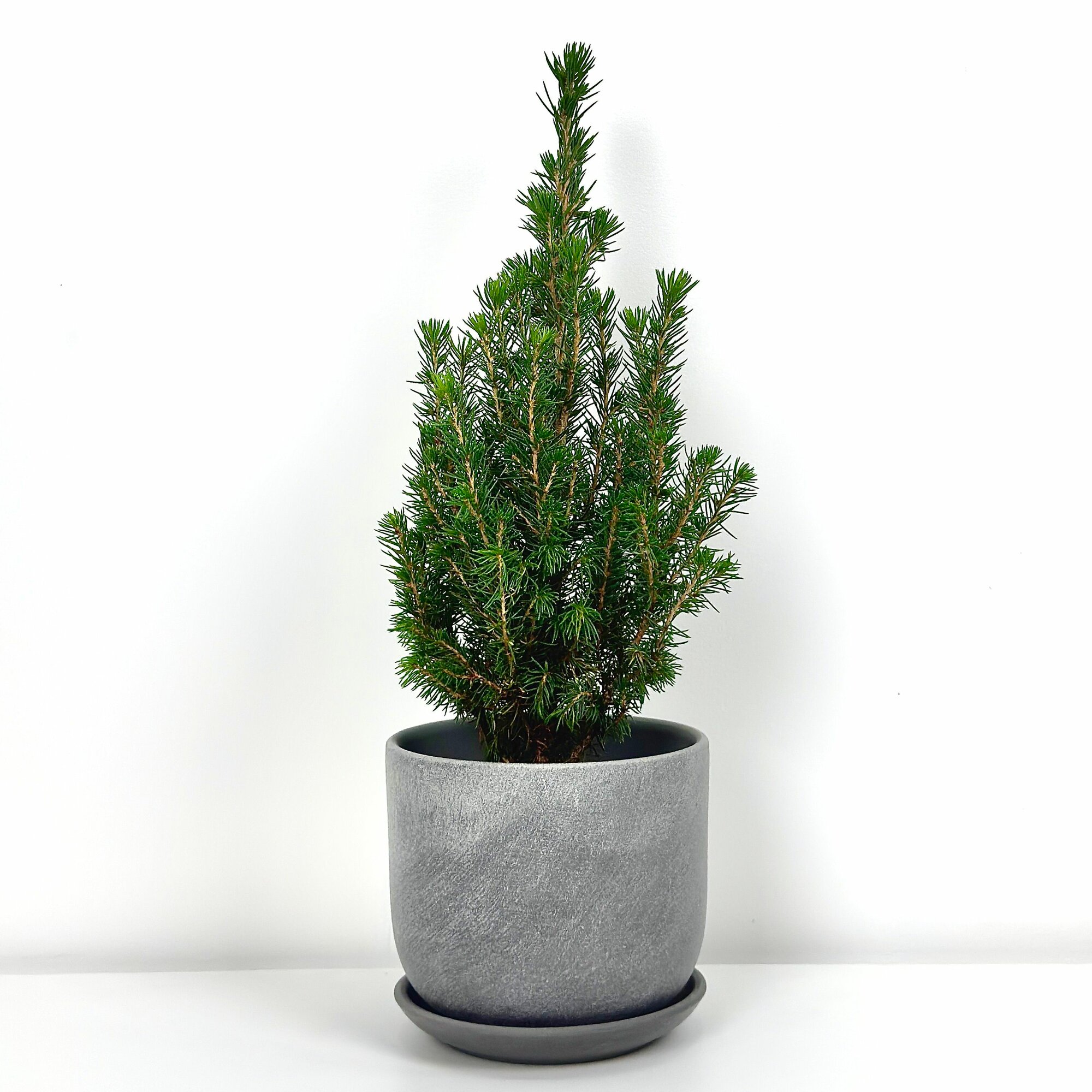 Ель живая Коника в керамическом гошке D12 см цвет Замша серый Бук высота композиции 30-35 см
