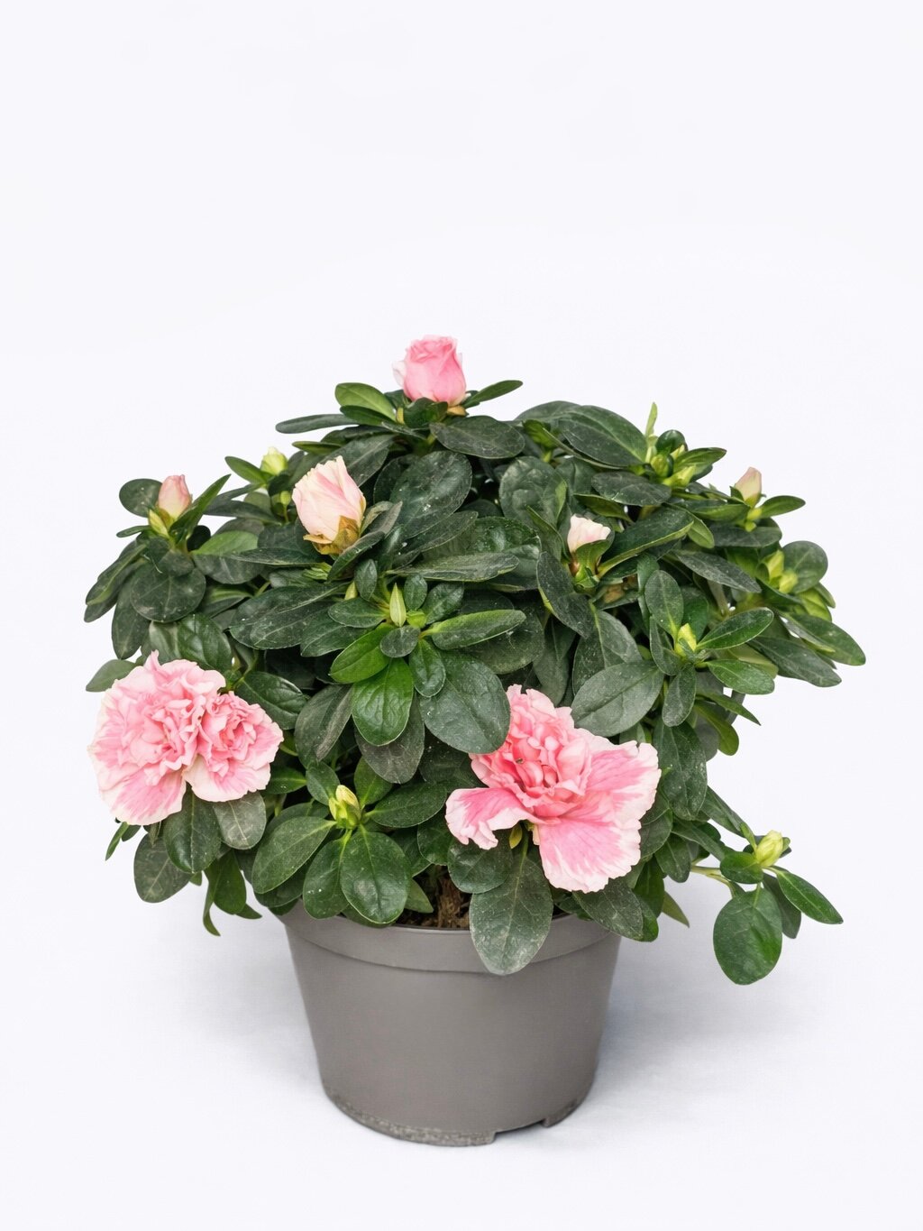 Азалия микс розовая (Azalea indica ‘Pink’) 12см