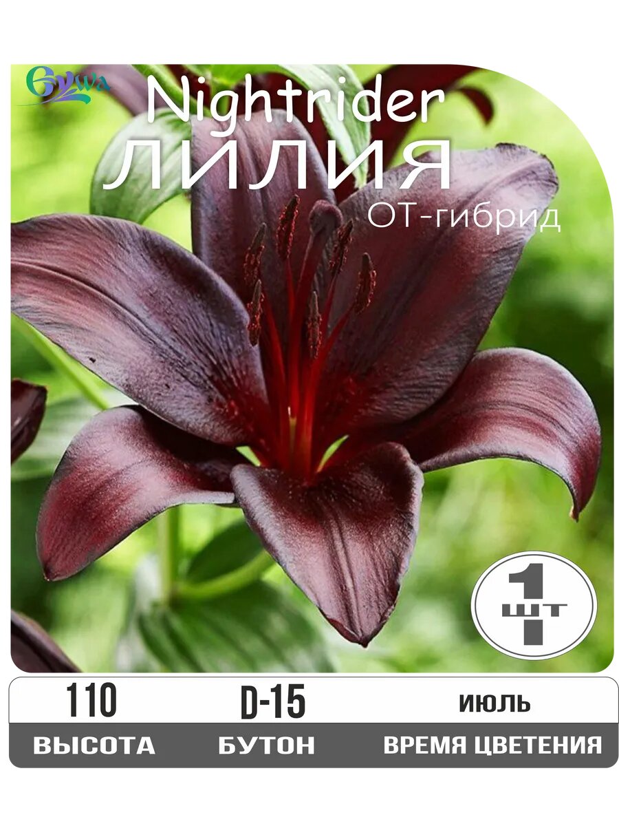 Лилия луковицы многолетние Найтрайдер, азиатская, 1шт.