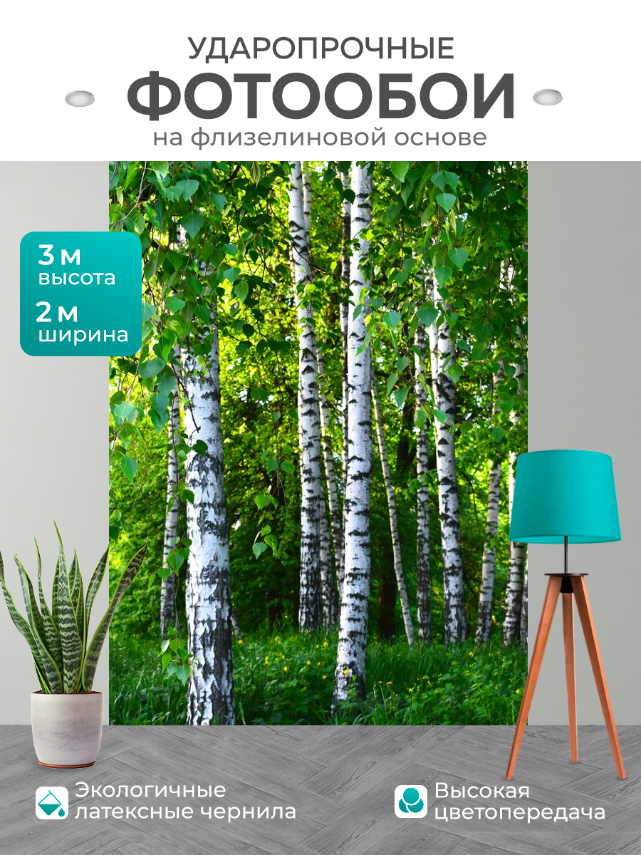 Фотообои моющиеся ударопрочные "Березы, роща, лес" 200x300 см. флизелиновые на стену