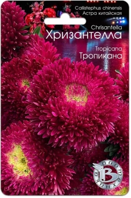 Хризантелла Тропикана (30семян)Сочная и яркая красотка-астра не оставит никого равнодушным!