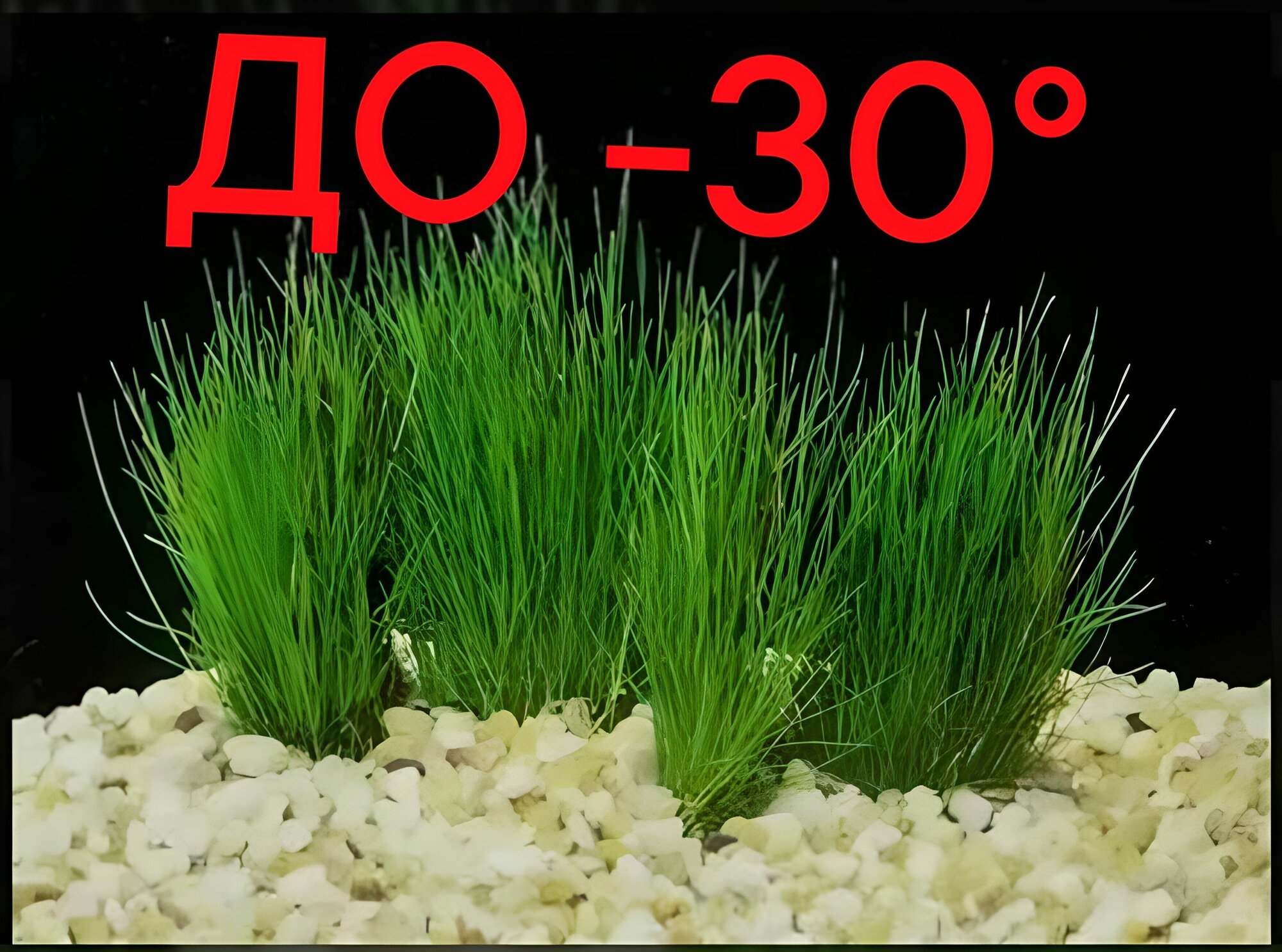 Ситняг Игольчатый мини. Живое аквариумное растение