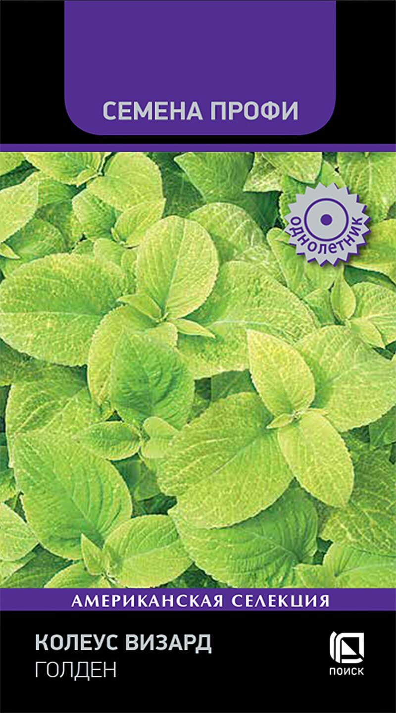 Семена цветов Поиск колеус Визард Голден 10 шт, для дачи, сада, огорода и на рассаду