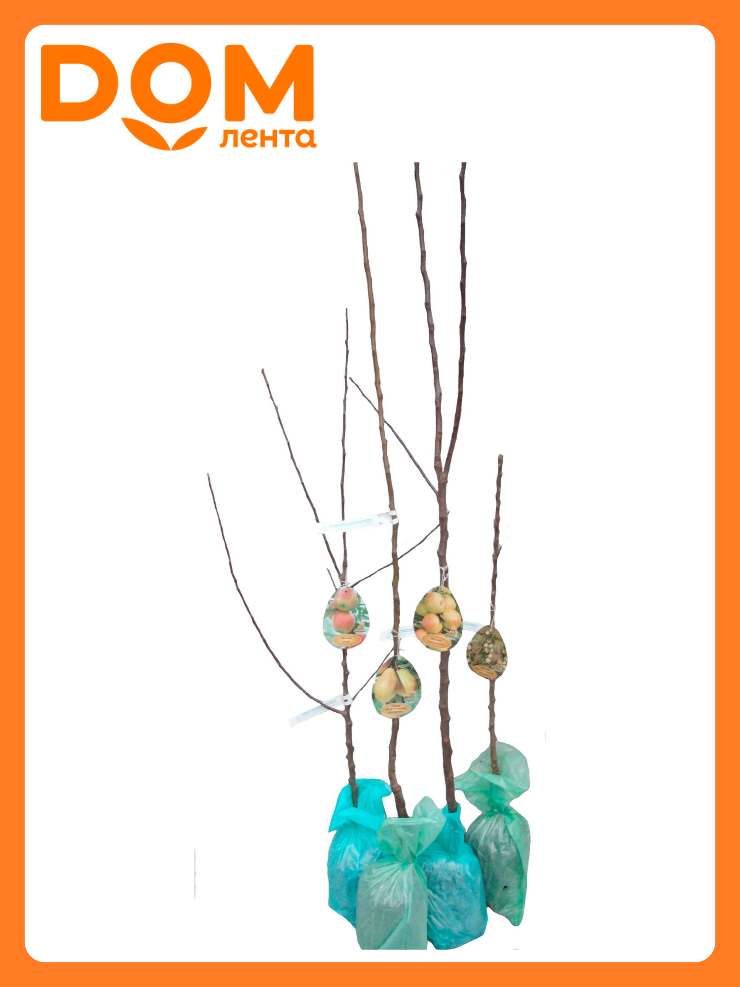 Растение Черешня поиск C5 H120 в ассортименте