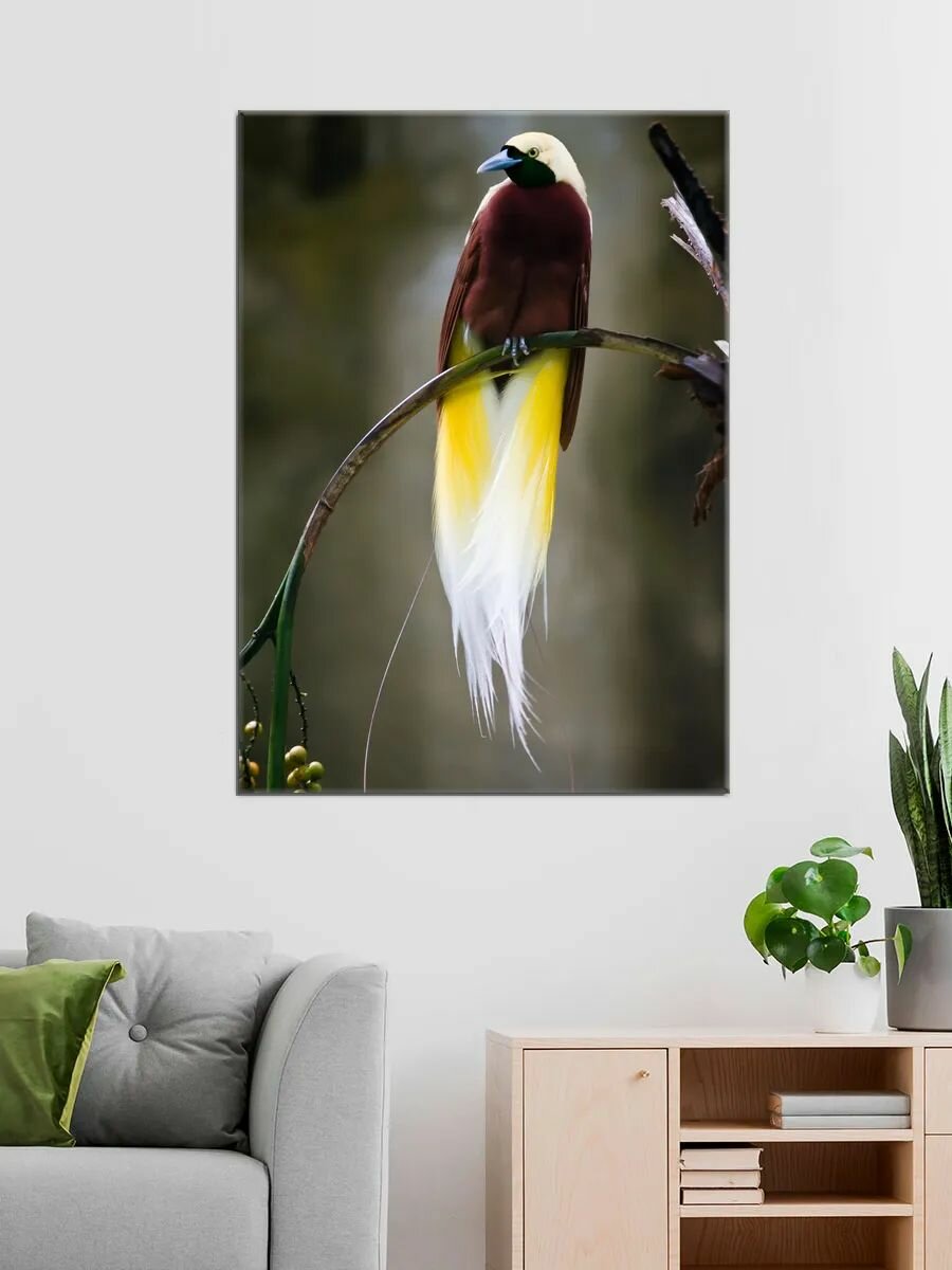 Картина на стену "Птицы с ярким окрасом", 50х70 см