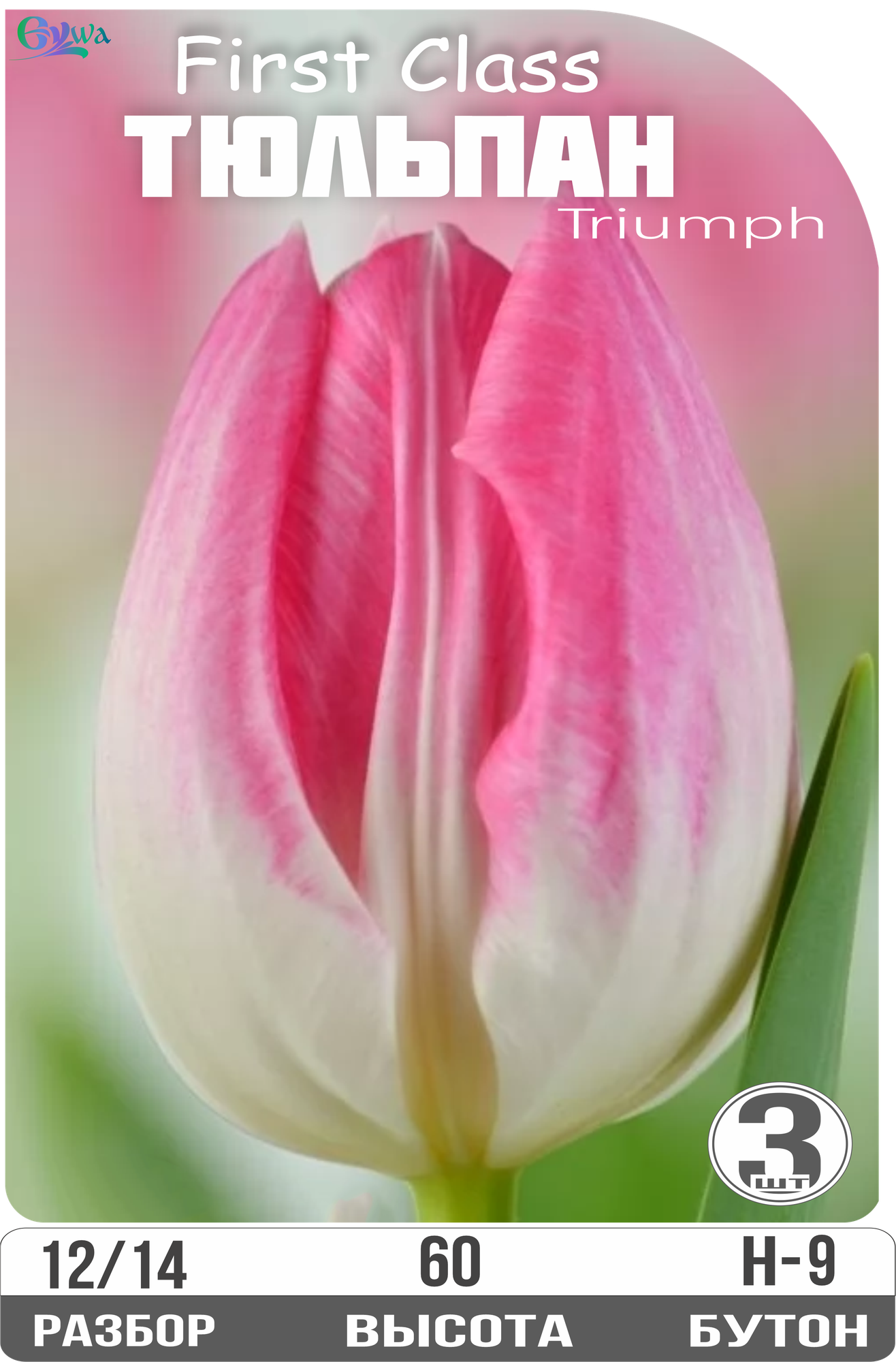 Тюльпаны Ферст Класс, разбор 12/14, высота до 60см, бело-розовые, 3 шт, Eywa