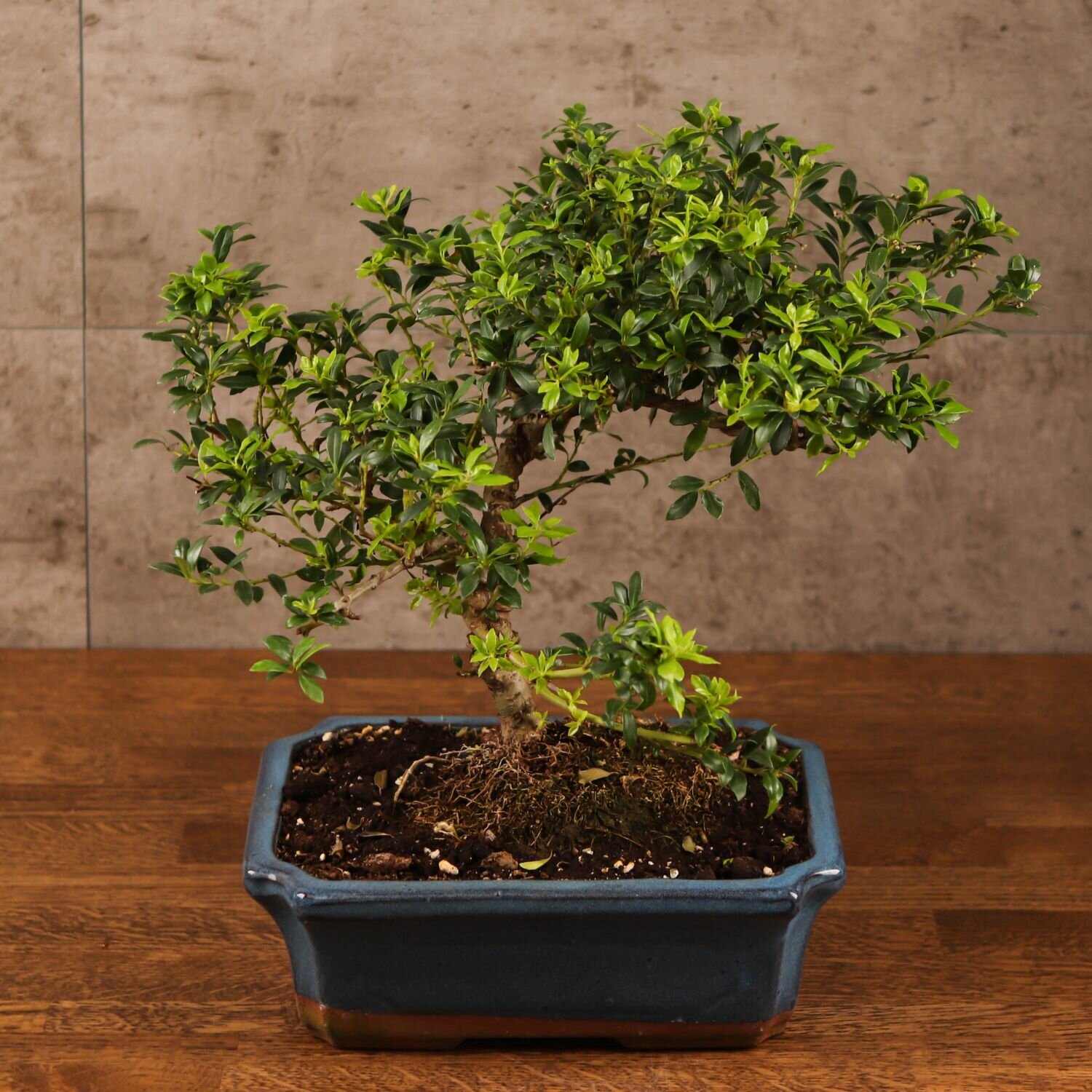 Бонсай Падуб 40 см