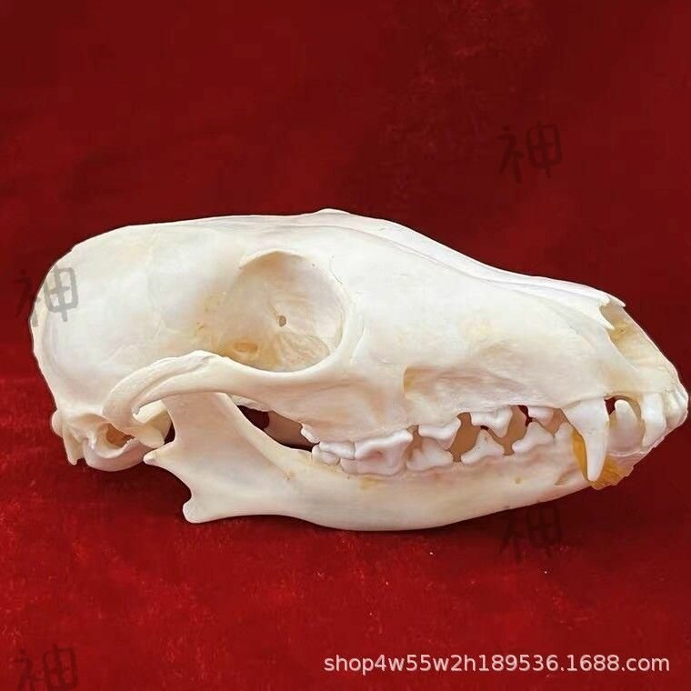 Лисиный череп (около 13 см)