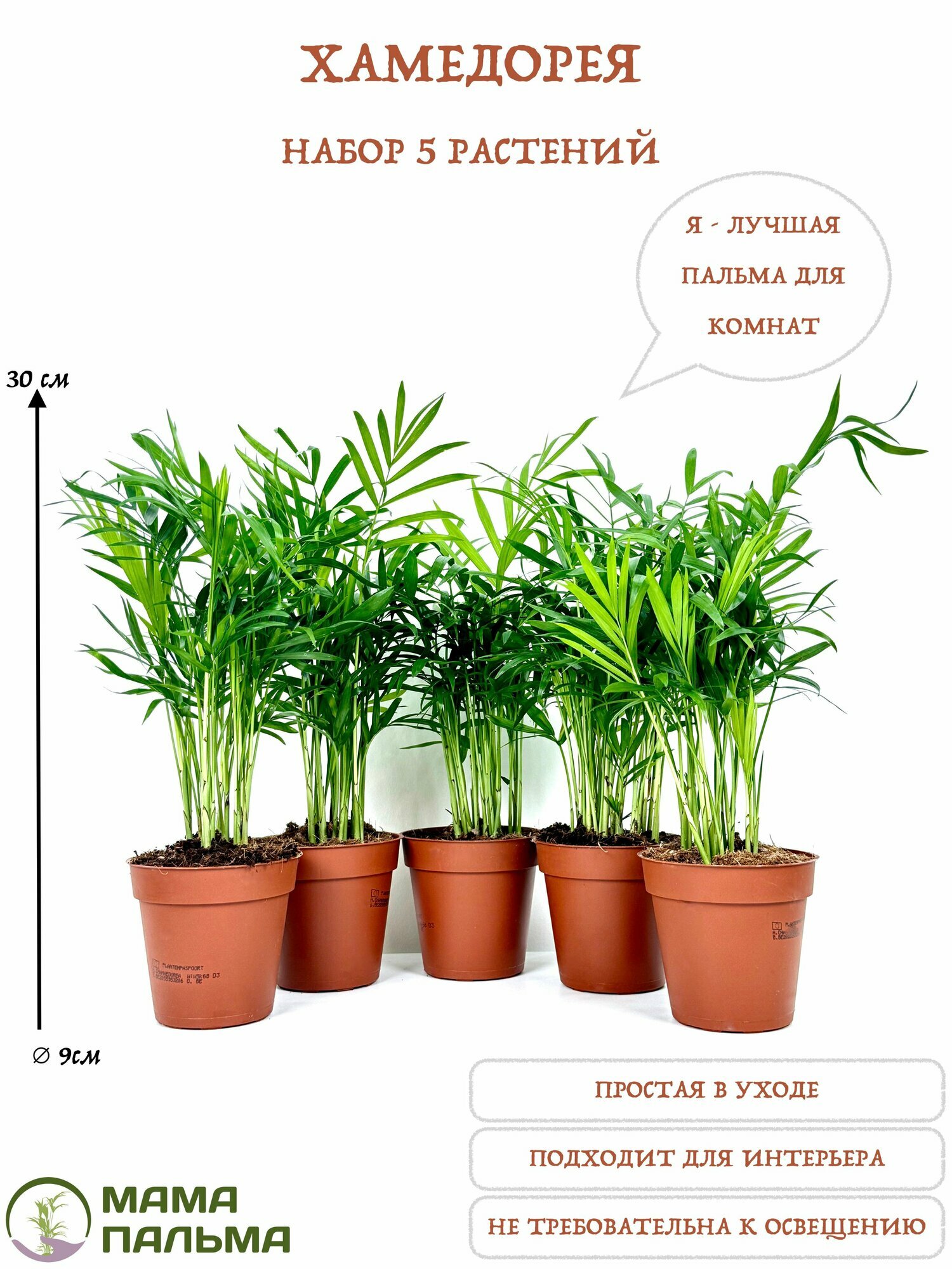 Набор 5 растений Пальма Хамедорея в горшке D9 высота 30 см (живые растения)