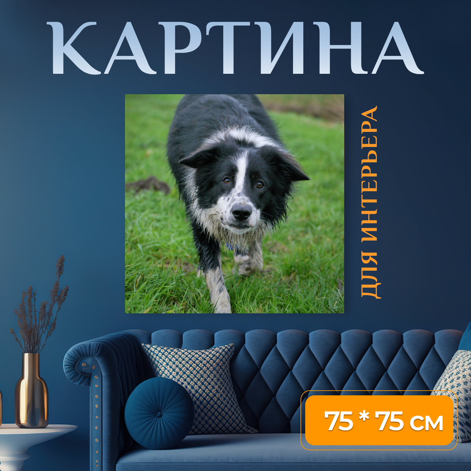 Картина на холсте "Бордер-колли, собака, колли" на подрамнике 75х75 см. для интерьера