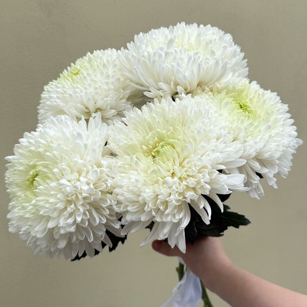 Букет хризантем Флора Бель "Магнум" , белый, 5 шт, монобукет, круглый