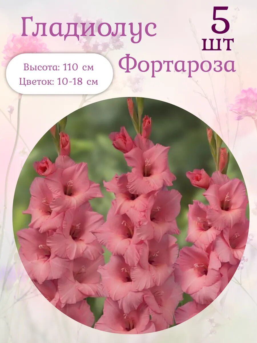 Гладиолус махровый, многолетние цветы, луковицы 5 штук