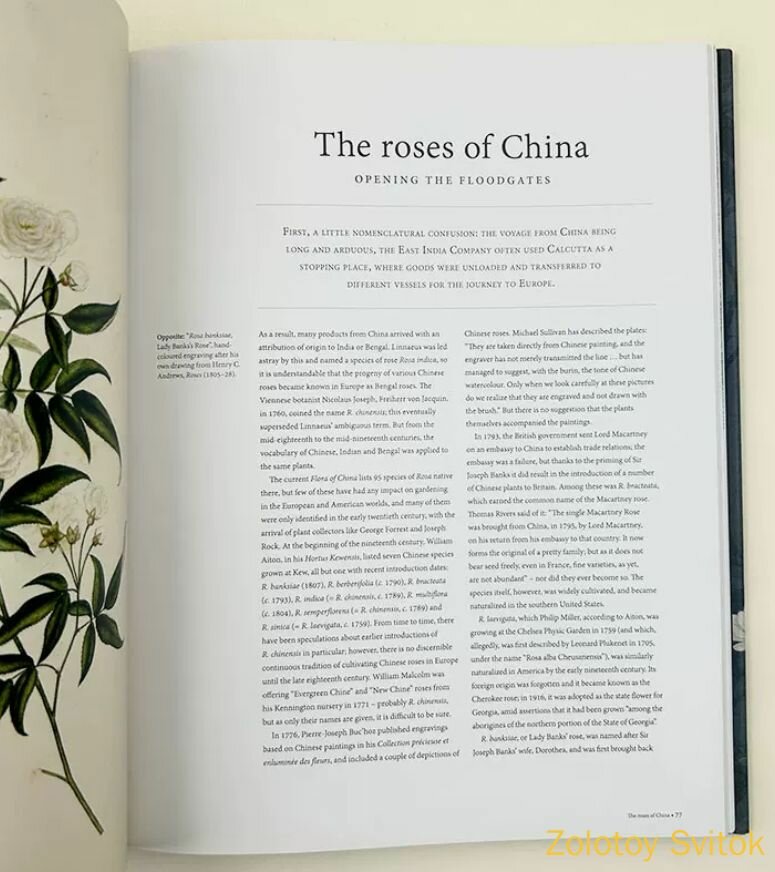 Книга "RHS The Rose" Brent Elliott, энциклопедия, 200 стр, твердый переплет, 2020 — фото 1