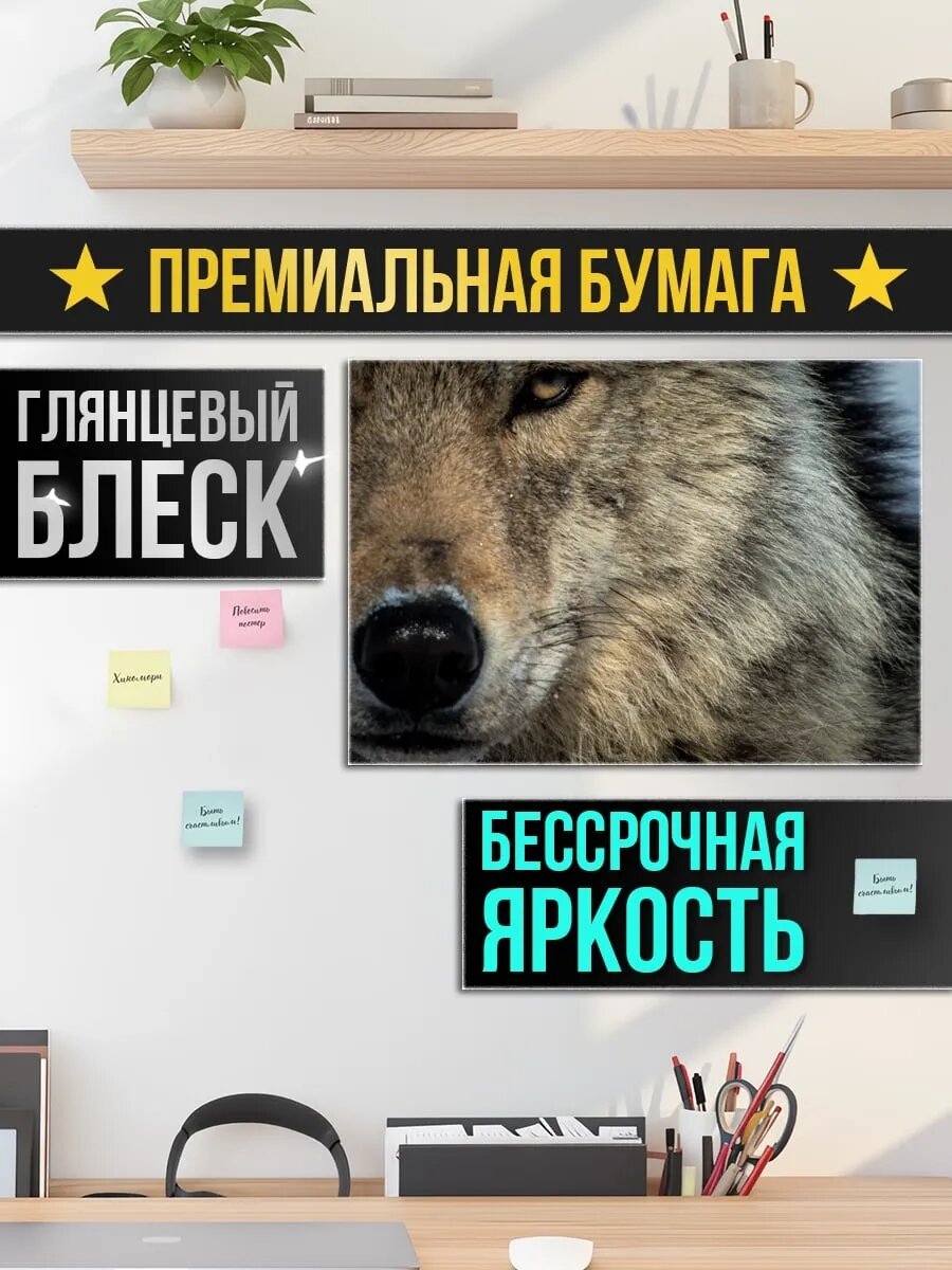 Плакат постер Крупный план волка — фото 1