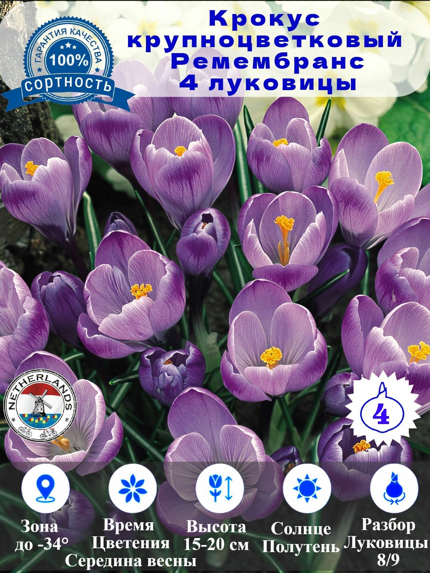 Крокус крупноцветковый Ремембранс, луковицы 4 штуки