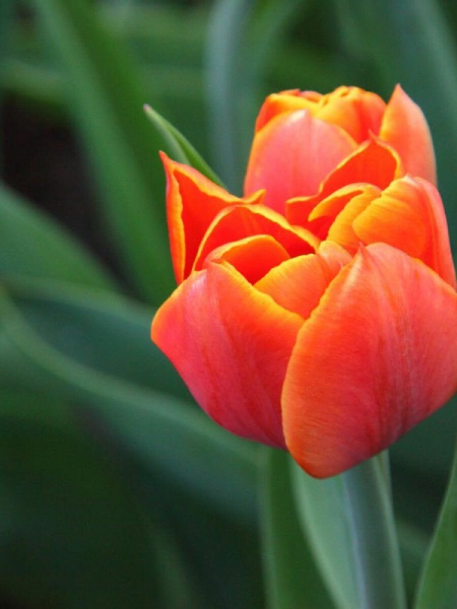 Тюльпан Оранж Бриллиант Фостера 5шт / Луковицы тюльпанов Фостера